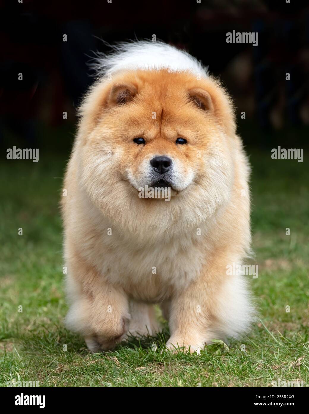 Show chow hi-res stock photography and images - Alamy