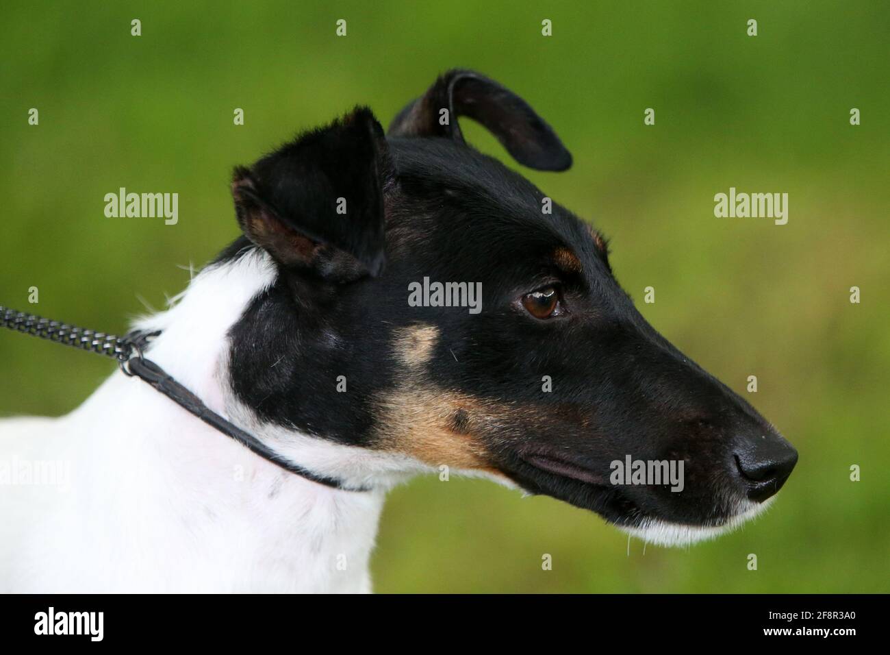Smooth Fox Terrier Stock Photo - Alamy