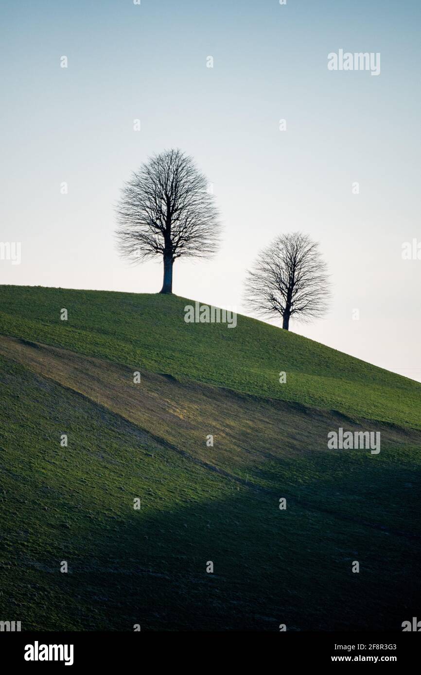 silhouette of two trees on a hill in Emmental Stock Photo - Alamy