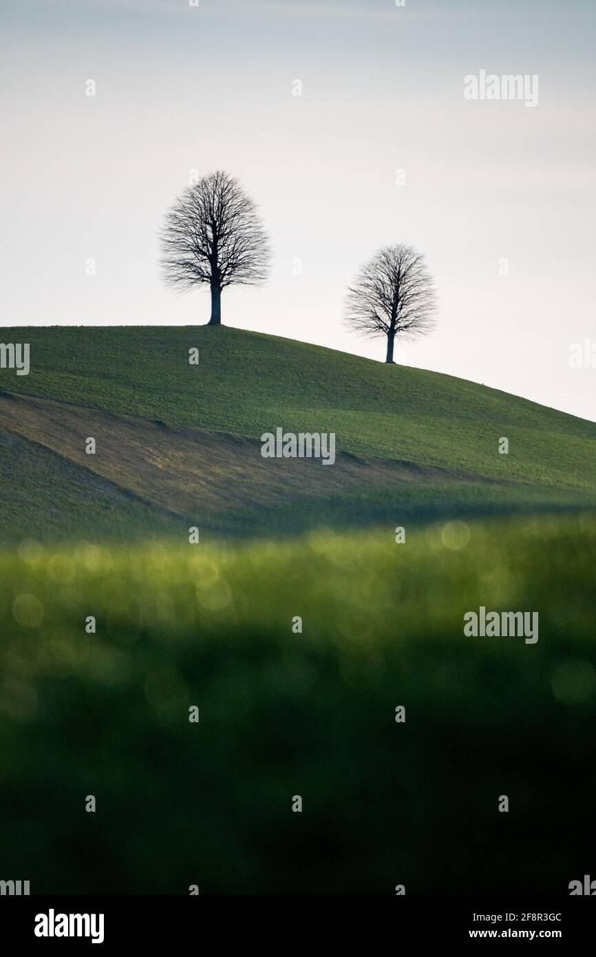 silhouette of two trees on a hill in Emmental Stock Photo - Alamy