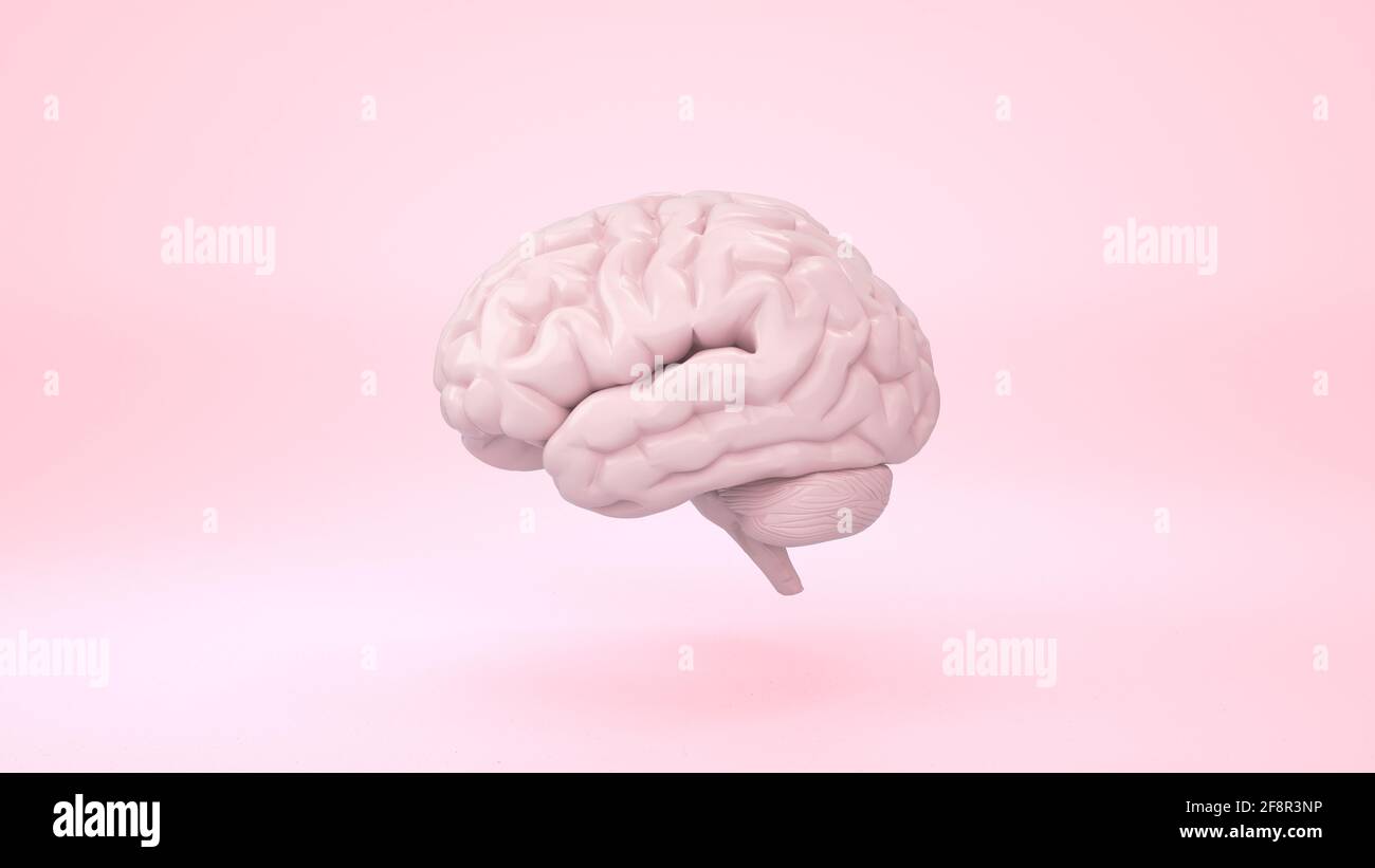 Pink brain in front view on minimal background, thinking comic speech ...