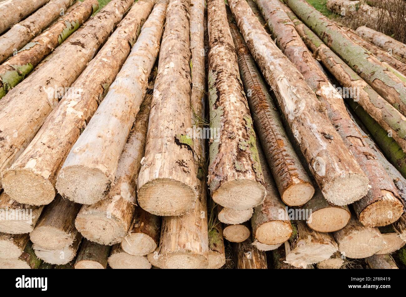 Lumberyard with piles of felled trees or log trunks with cross-section ...