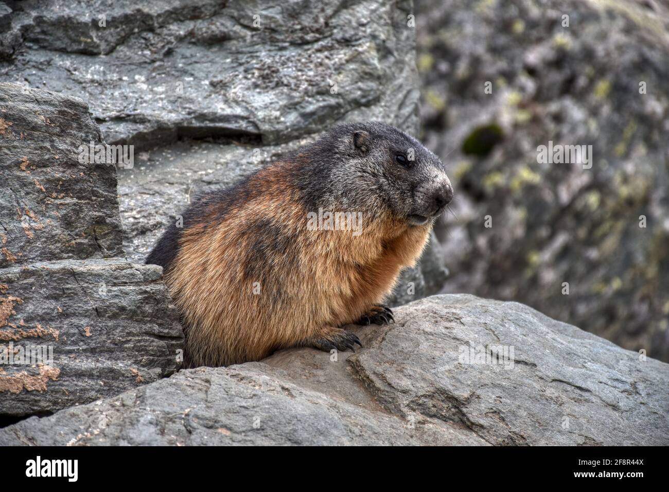 Murmeltier, Murmeltiere, putzig, Munggen, Mankei, Erdhörnchen, Marmota ...