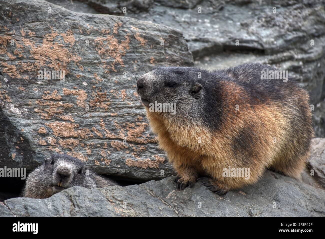 Murmeltier, Murmeltiere, putzig, Munggen, Mankei, Erdhörnchen, Marmota ...