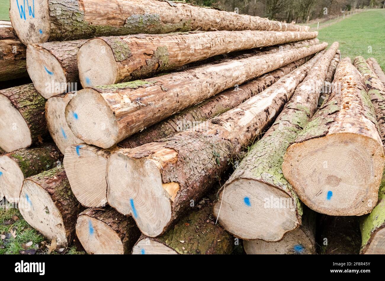 Lumberyard with piles of felled trees or log trunks with cross-section ...