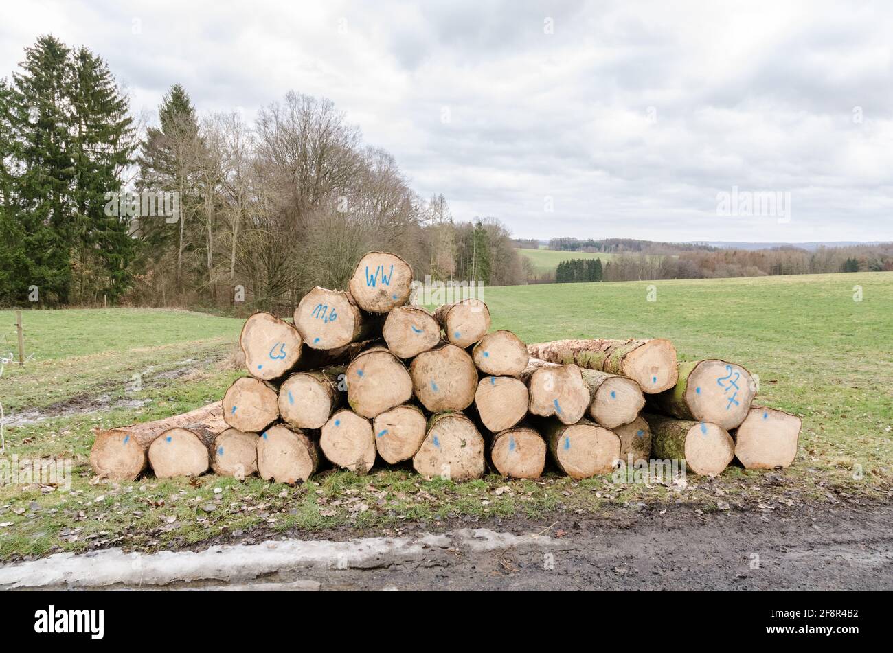 Lumberyard with piles of felled trees or log trunks with cross-section ...