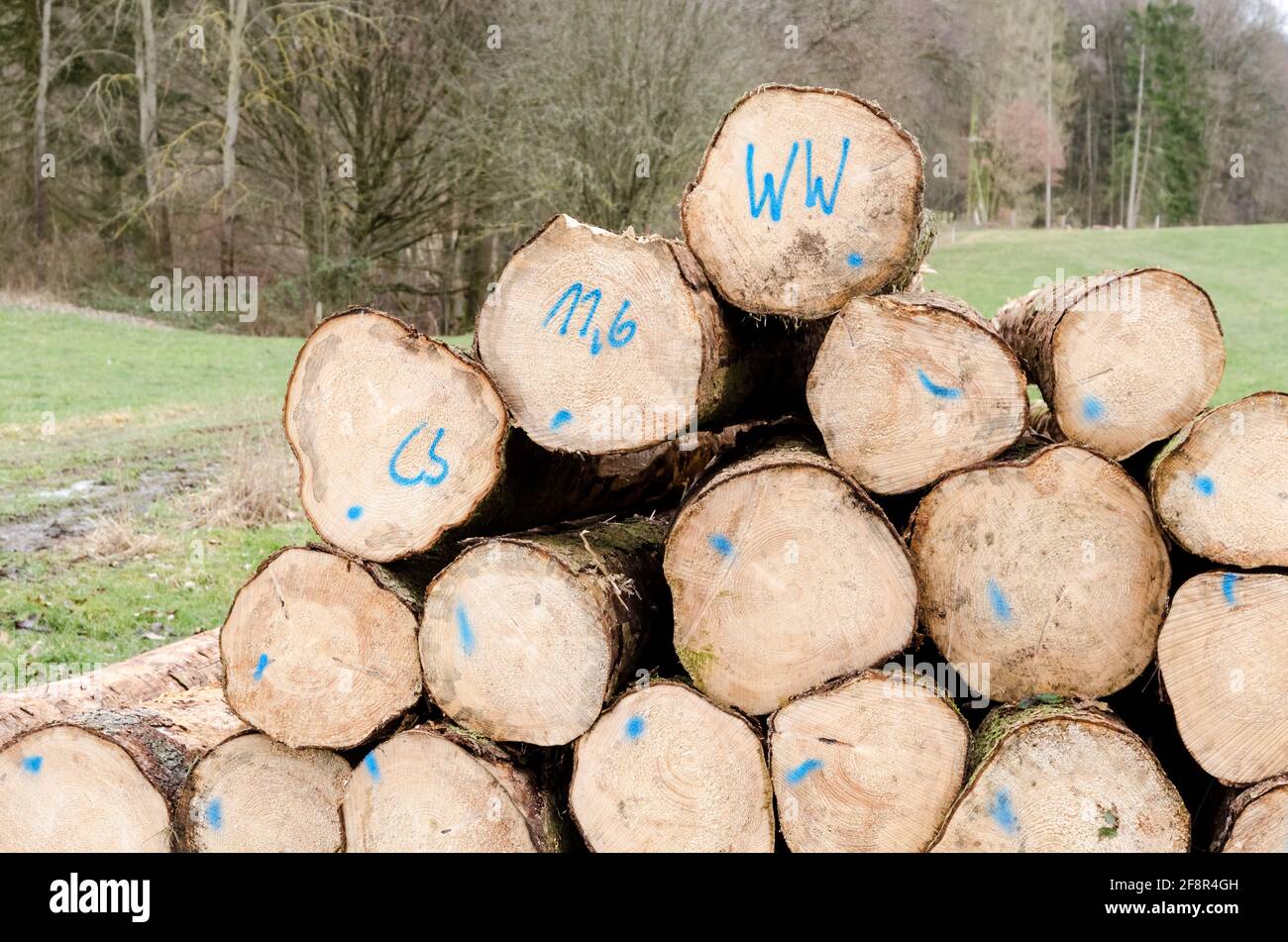 Lumberyard with piles of felled trees or log trunks with cross-section ...