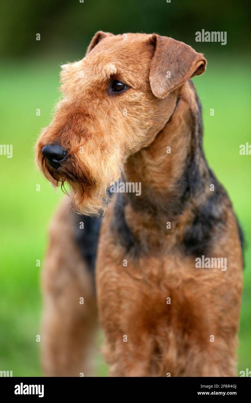 Airedale grooming hi-res stock photography and images - Alamy