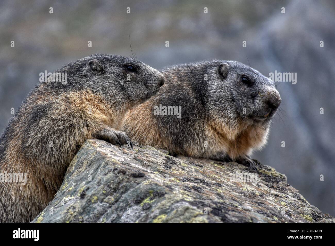 Murmeltier, Murmeltiere, putzig, Munggen, Mankei, Erdhörnchen, Marmota ...