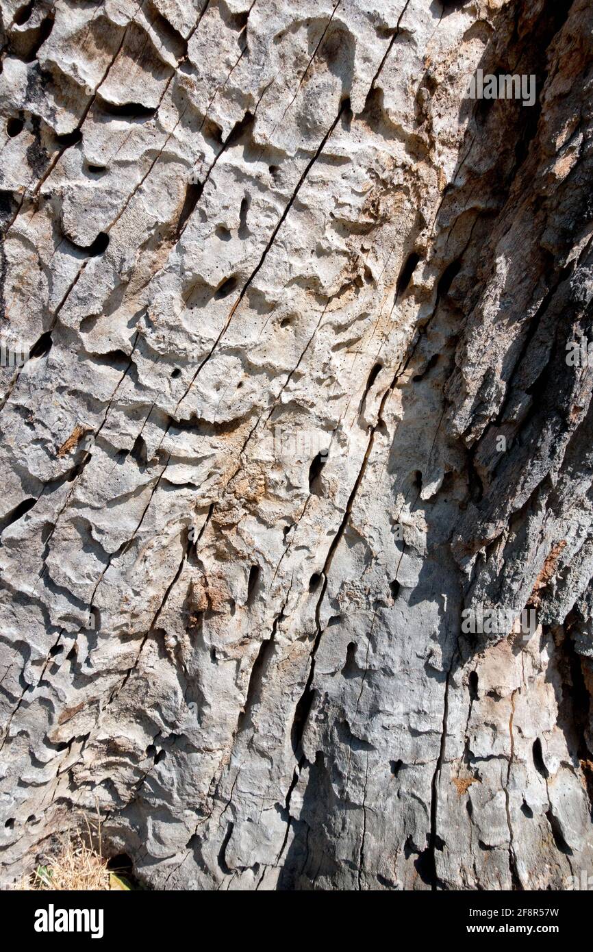 Dead trunk beetle pattern wood under bark Stock Photo - Alamy