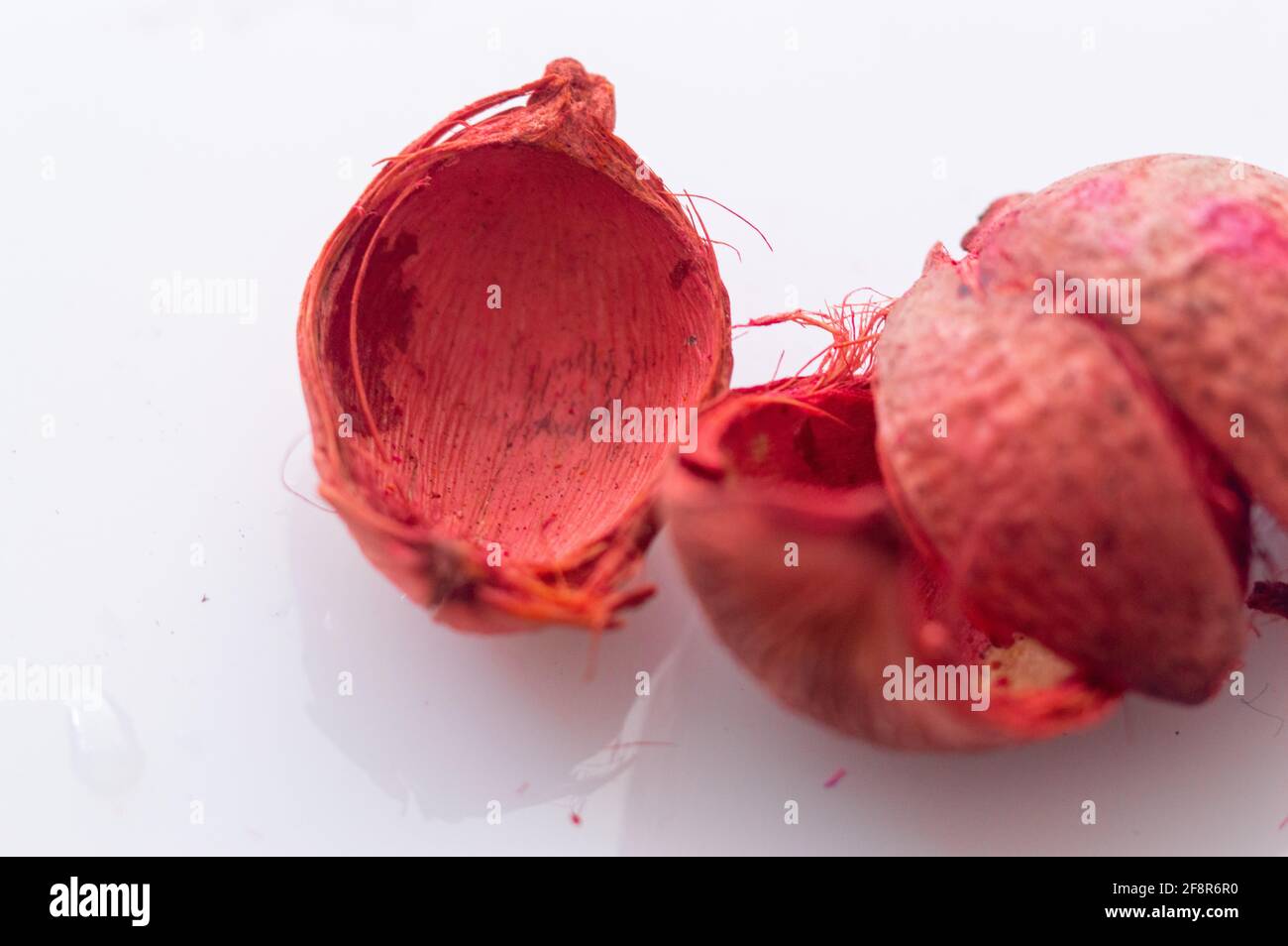 A group of dry walnut shells part painted in red on a white background ...