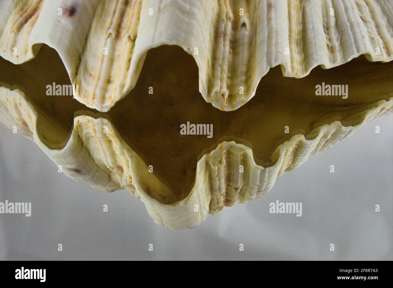 Sea Shell reflected in mirror Stock Photo - Alamy