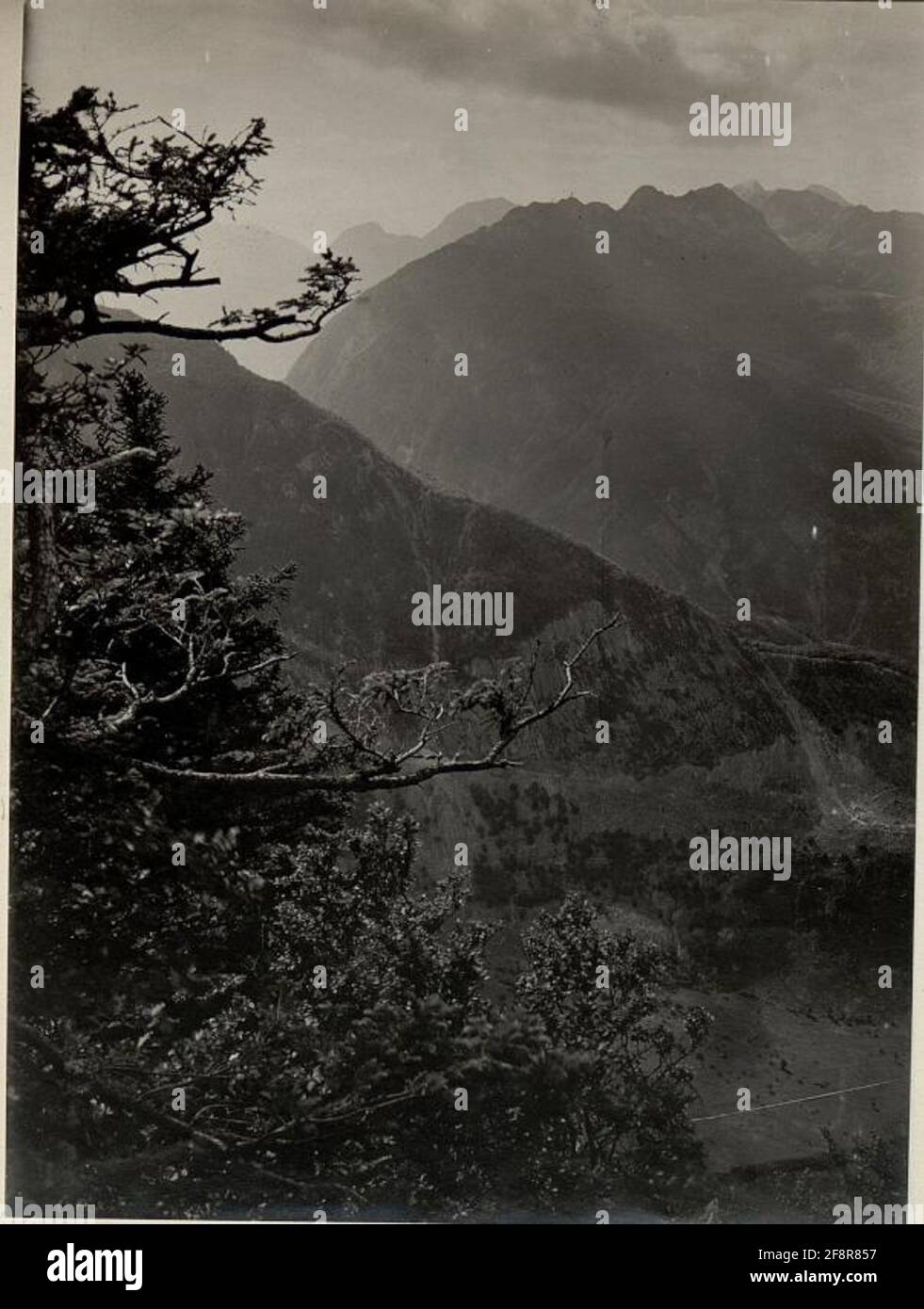 Flip tuber from the Kote 1313 (ROMBON.) Recorded on July 22, 1916 Stock ...