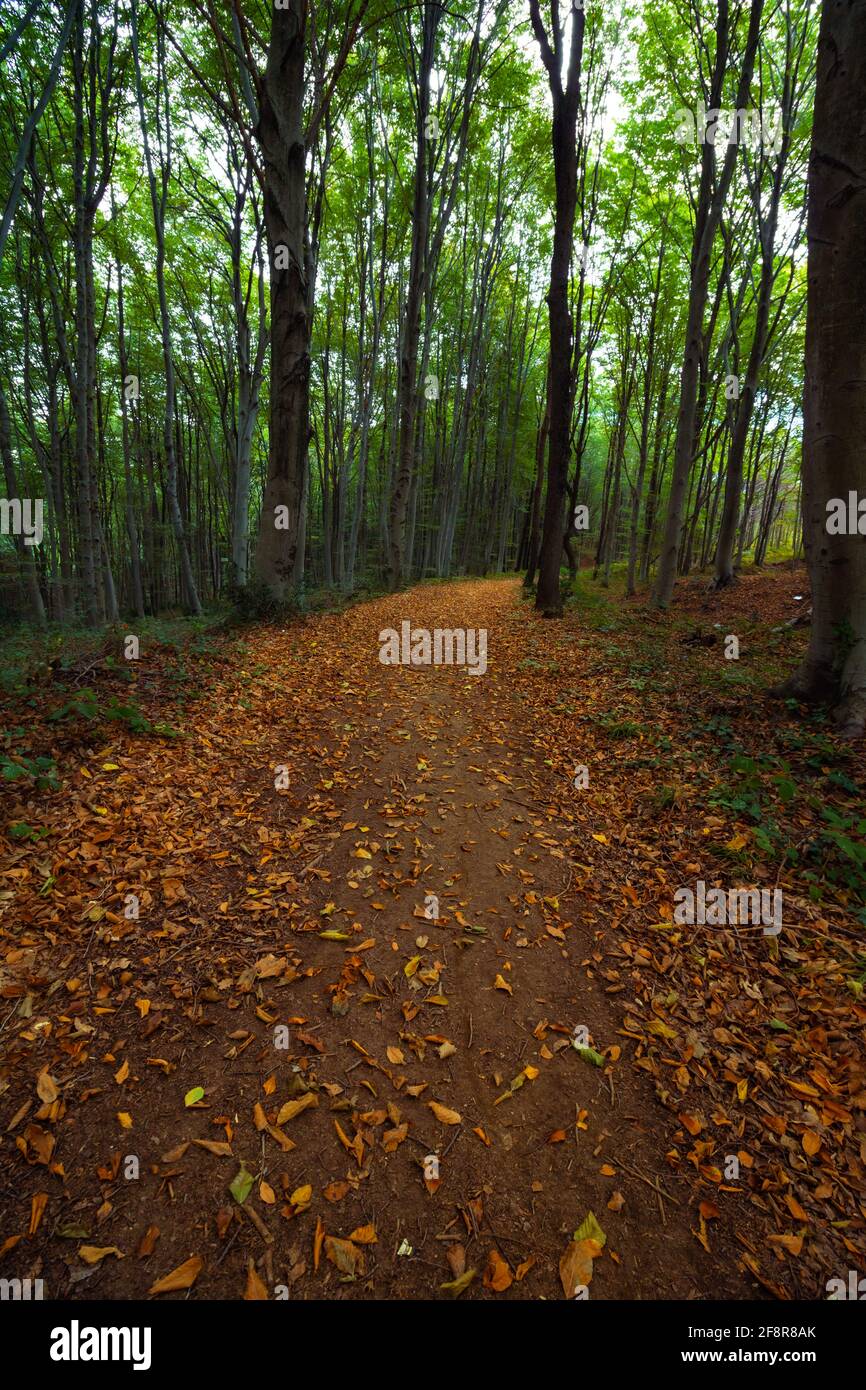 Path in the forest covered with fallen leaves at autumn. Landscape of ...