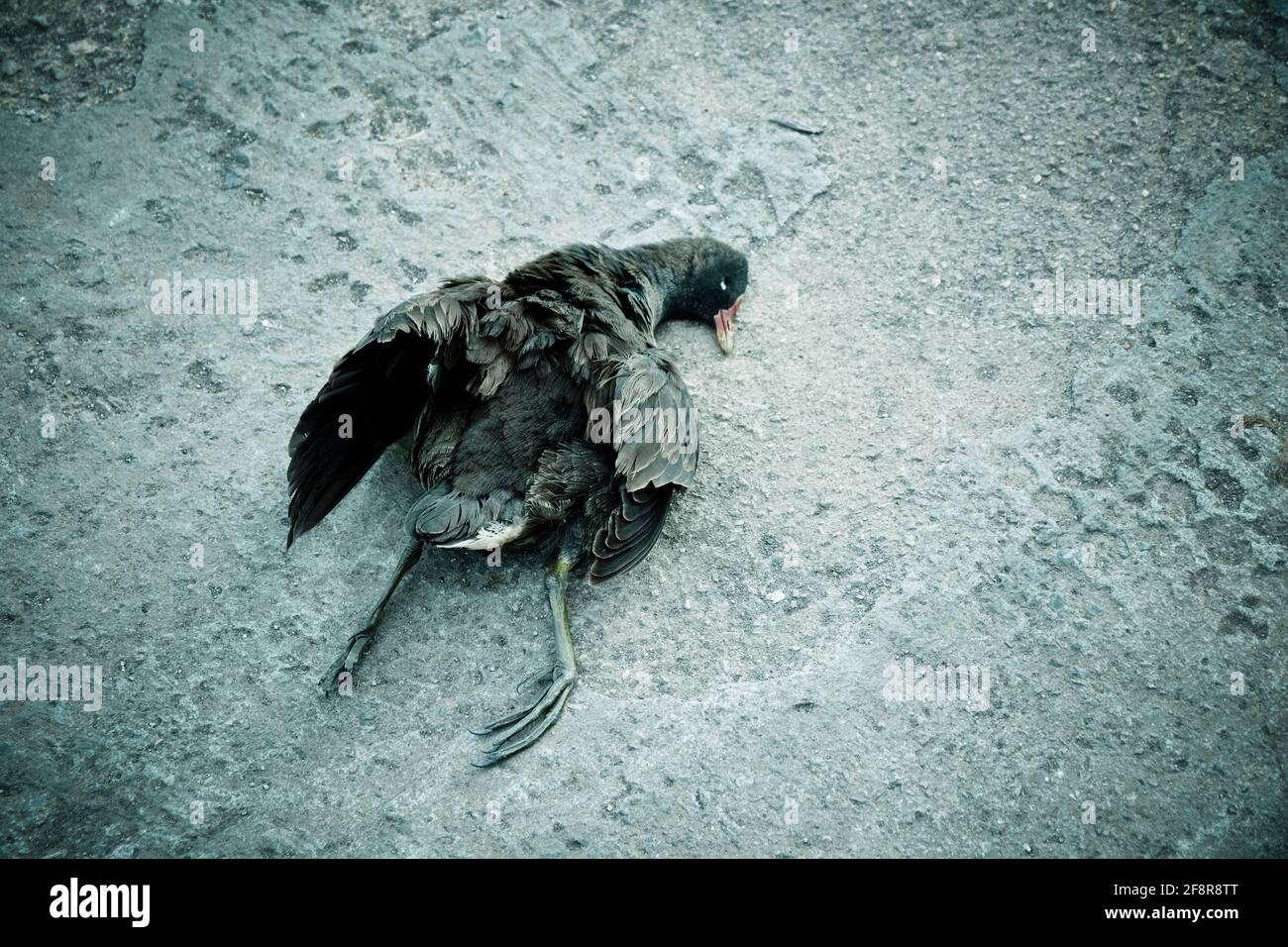 Dead bird, Dead black bird lying on a floor. Tragedy, killed, alone ...
