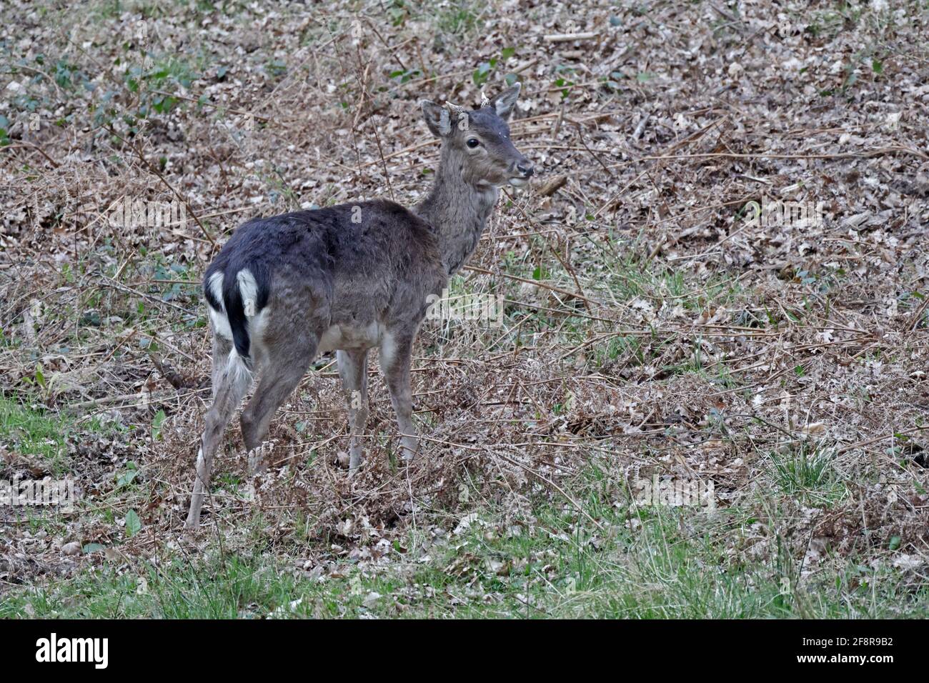 Male Fallow Deer with small antlers Forest of Dean UK Stock Photo - Alamy