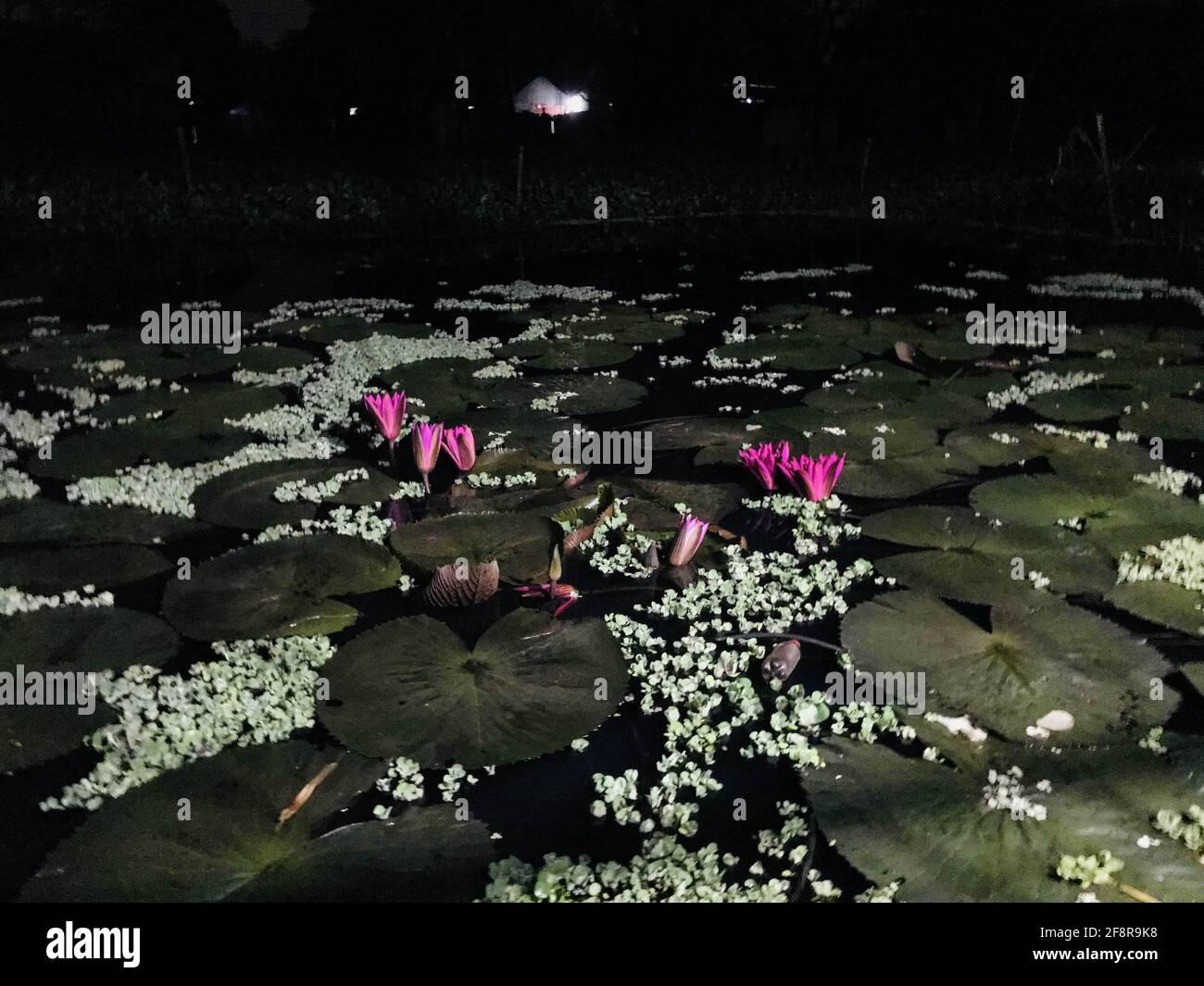 Shapla flowers hi-res stock photography and images - Alamy