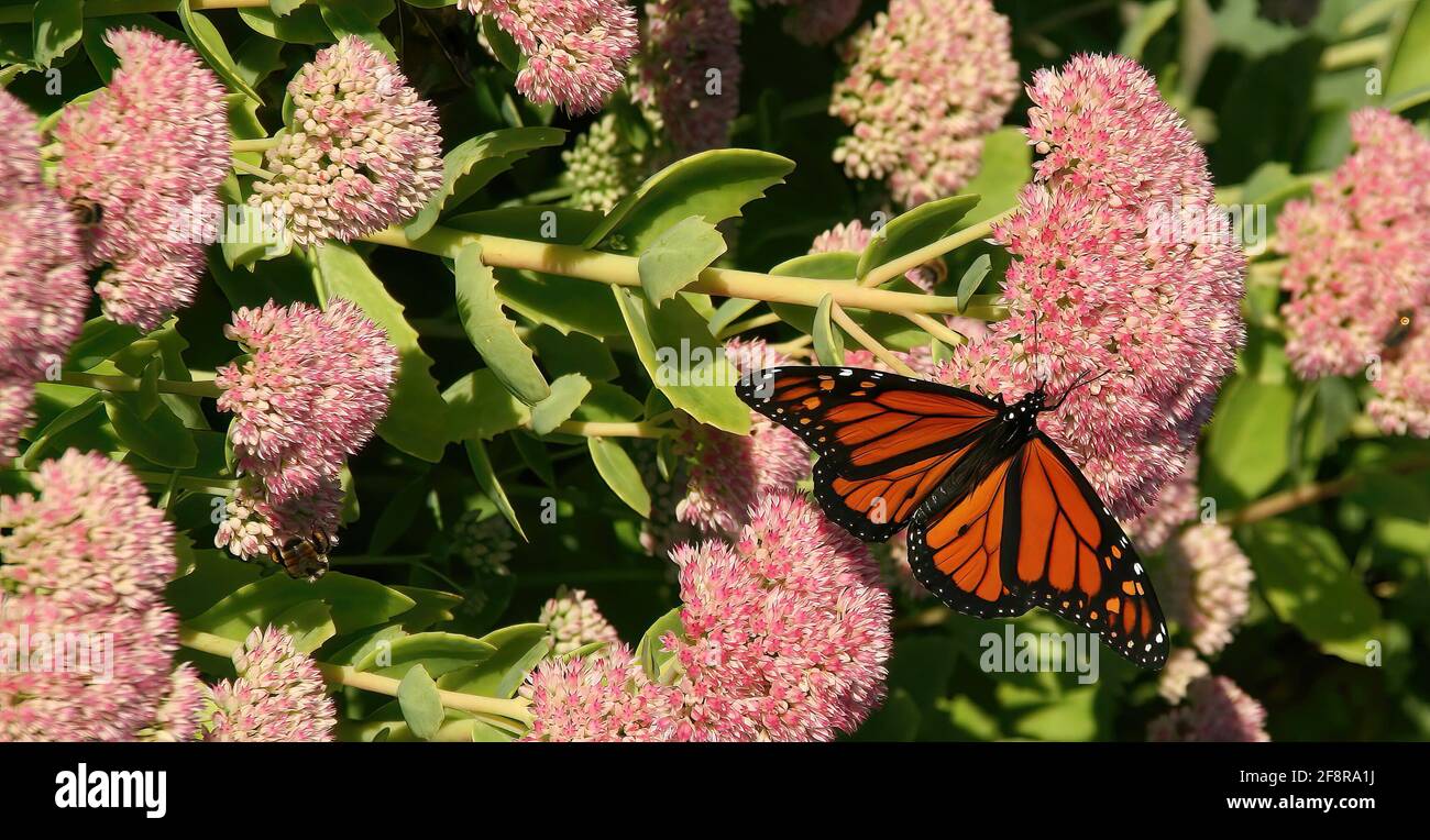 Monarch colours hi-res stock photography and images - Alamy