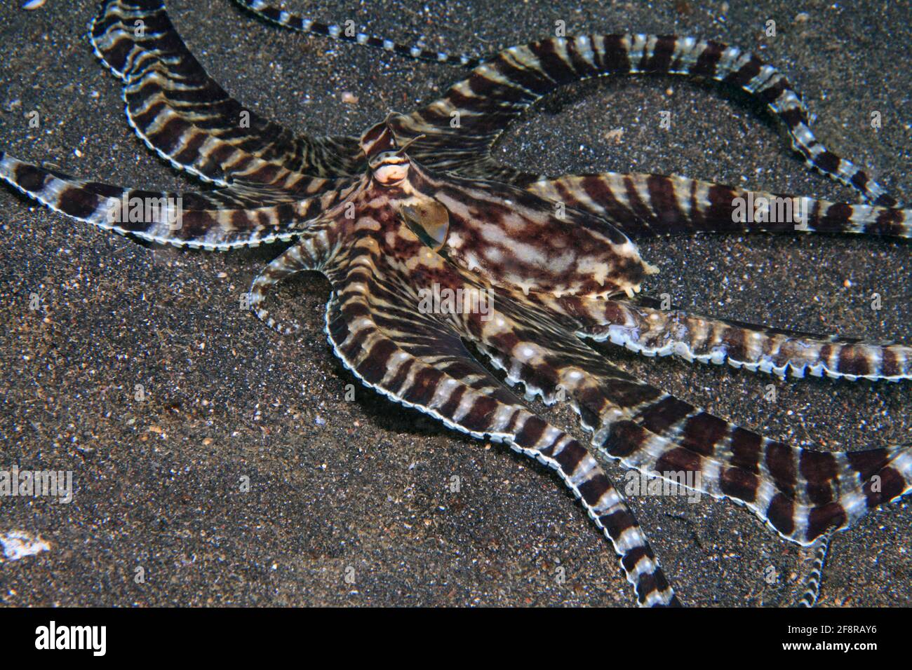 Mimikry octopus hi-res stock photography and images - Alamy
