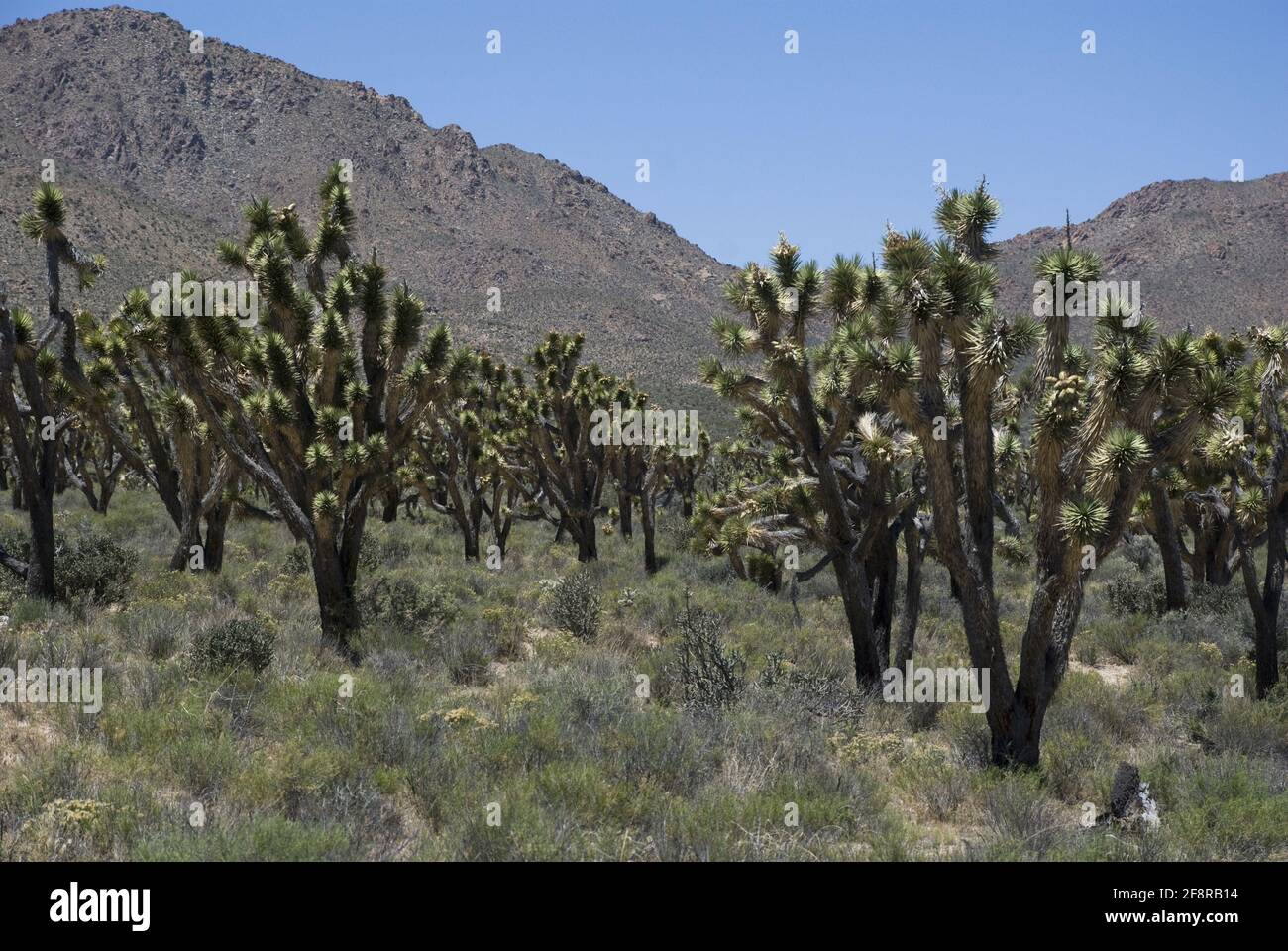 Joshua trees in Joshua Tree National Monument, California Stock Photo ...
