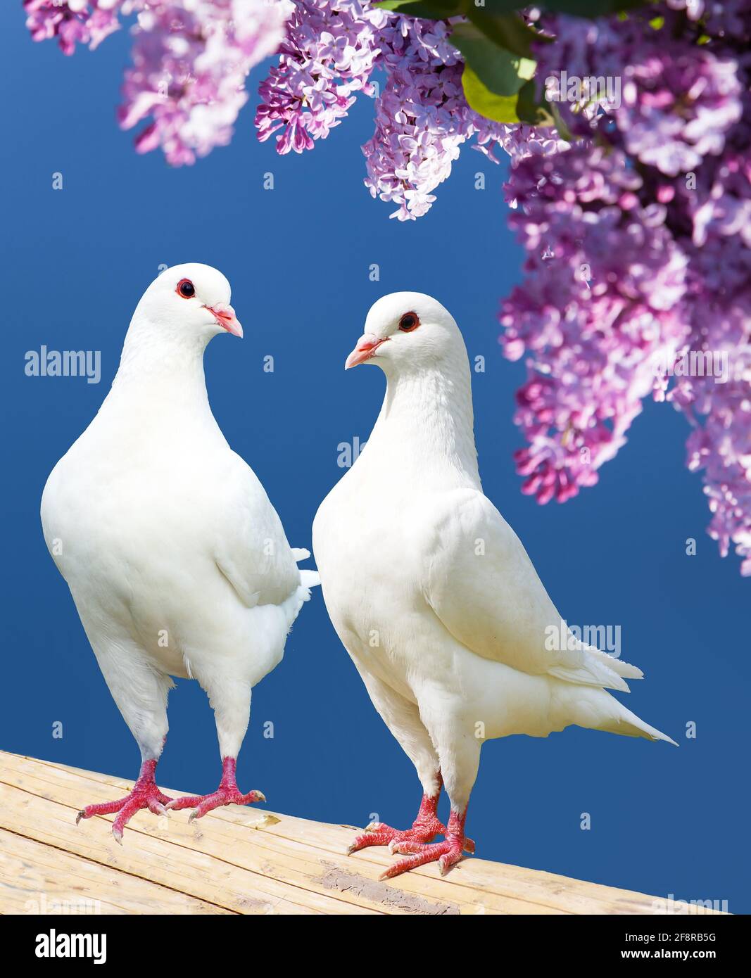 Two Turtle Dove High Resolution Stock Photography and Images - Alamy