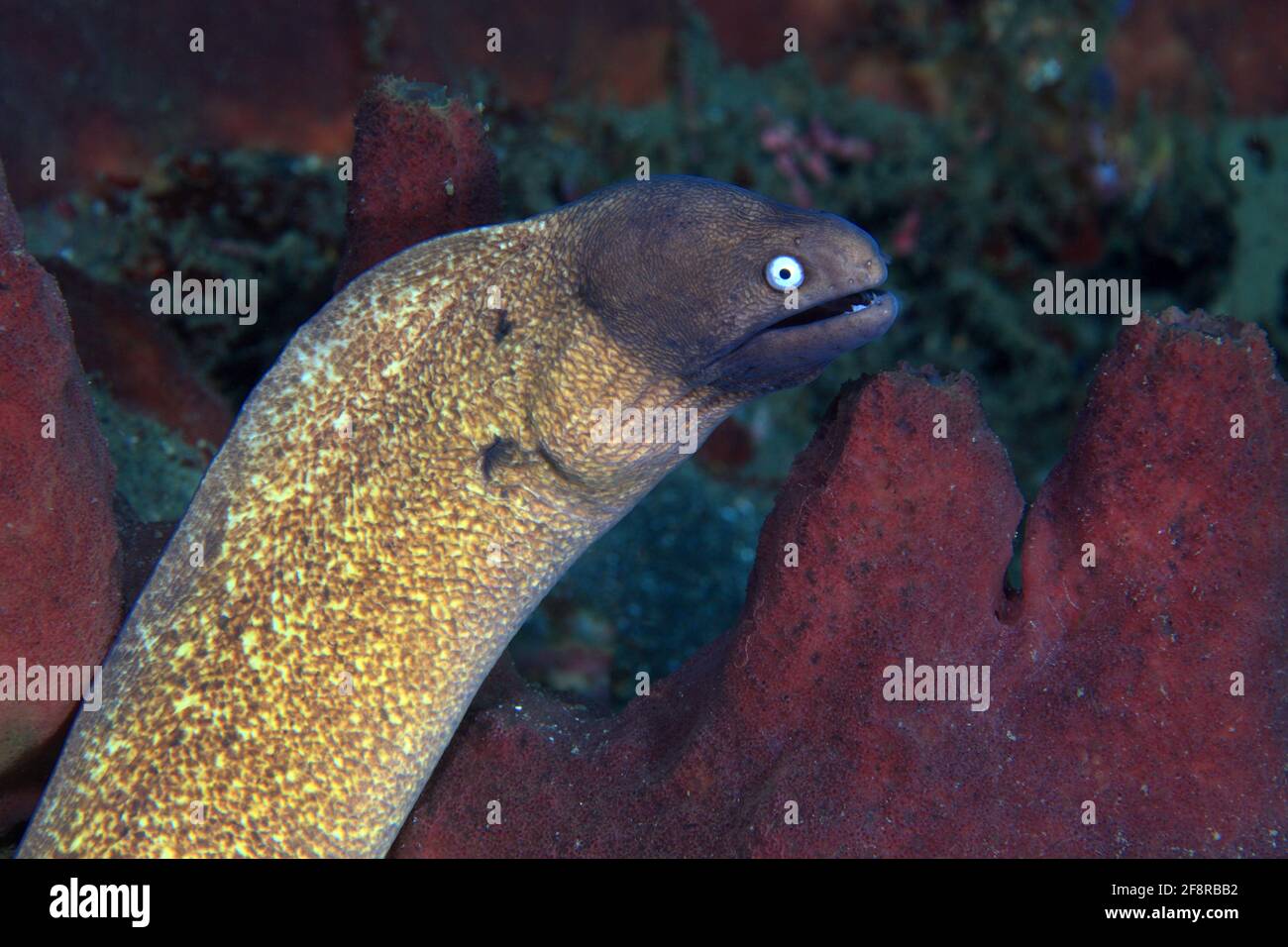 Lembeh, Sulawesi, Indonesia Stock Photo - Alamy