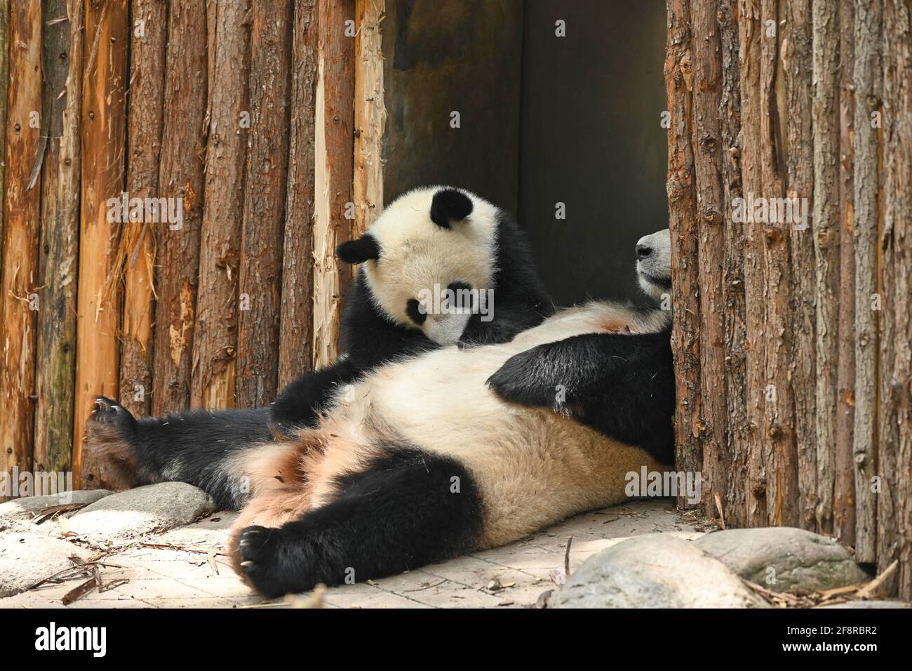 CHENGDU, CHINA - APRIL 14, 2021 - A panda cub Suckling on its mother's ...