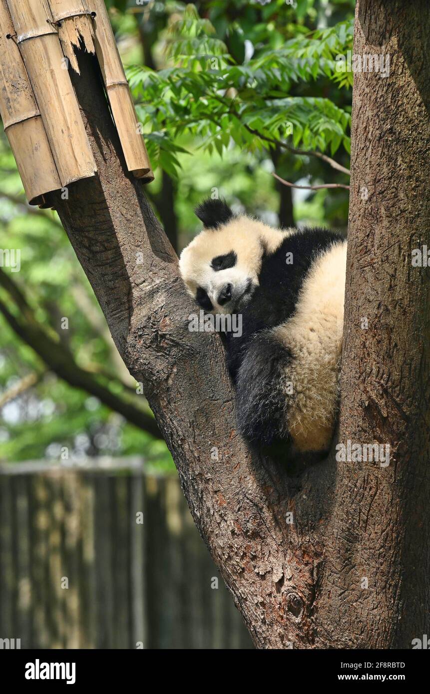 CHENGDU, CHINA - APRIL 14, 2021 - A giant panda cub sleeps on a tree at ...
