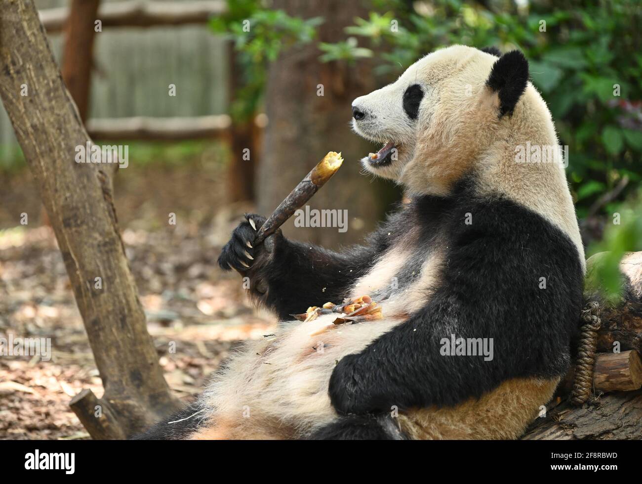 CHENGDU, CHINA - APRIL 14, 2021 - A giant panda eats bamboo shoots at ...