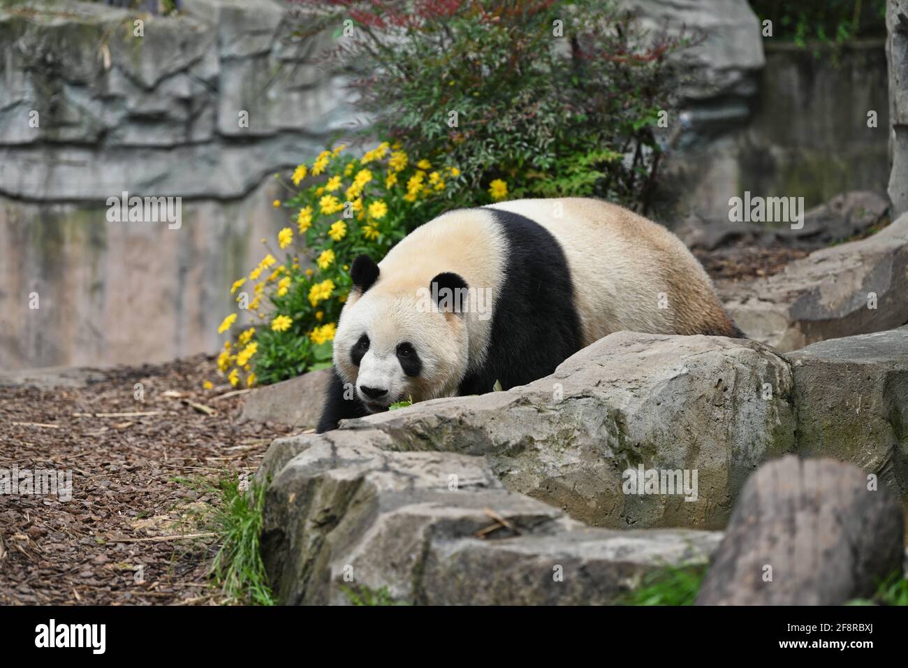 CHENGDU, CHINA - APRIL 14, 2021 - A giant panda plays at the Chengdu ...
