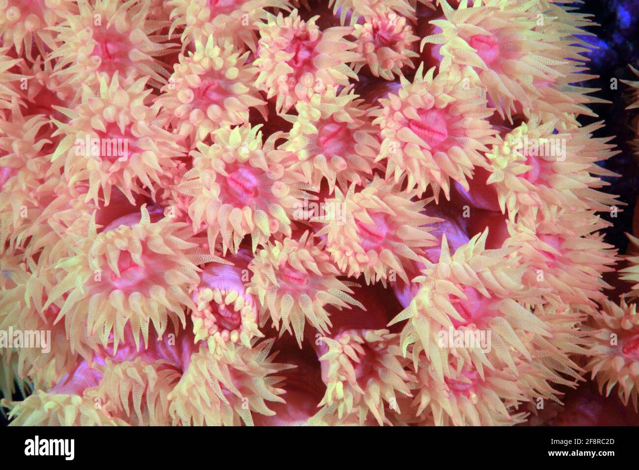 Hintergrundfoto hi-res stock photography and images - Alamy