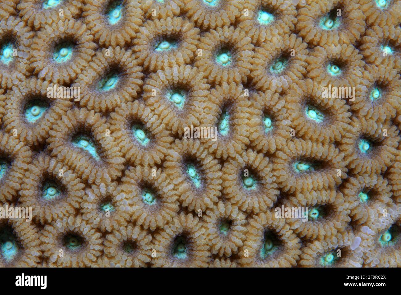 Korallenfoto hi-res stock photography and images - Alamy