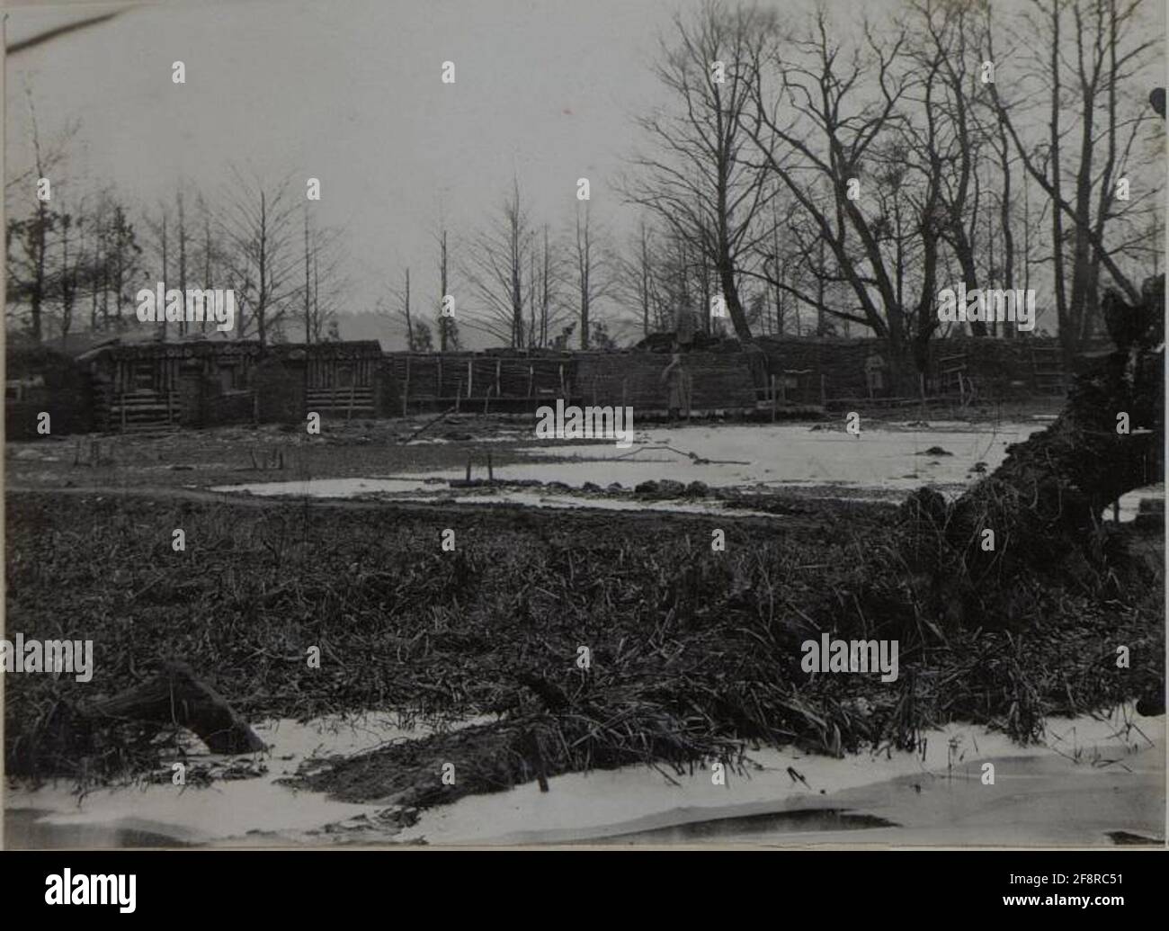 Busy forest edge at the Boldurka Stock Photo - Alamy