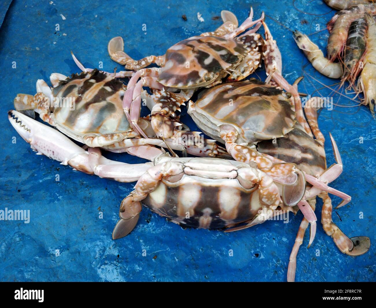 Top view of freshly caught seafood displayed on the wet market in ...
