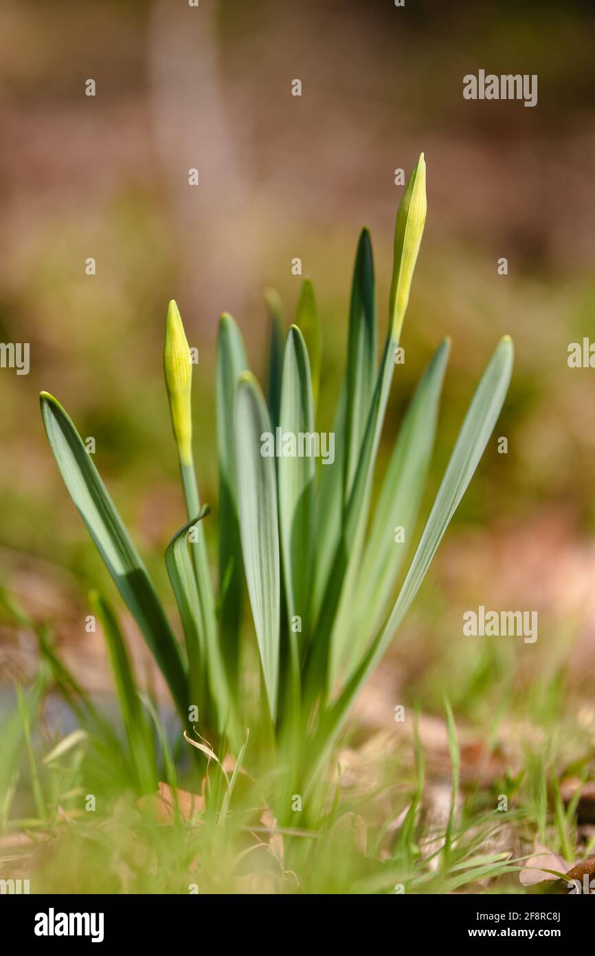 Selective focus of Daffodils bud plant growing on the forest ground ...