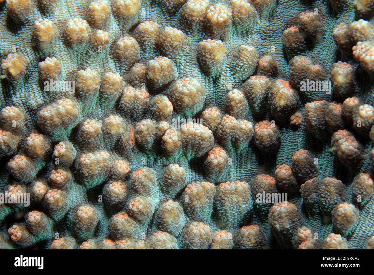 Korallenfoto hi-res stock photography and images - Alamy