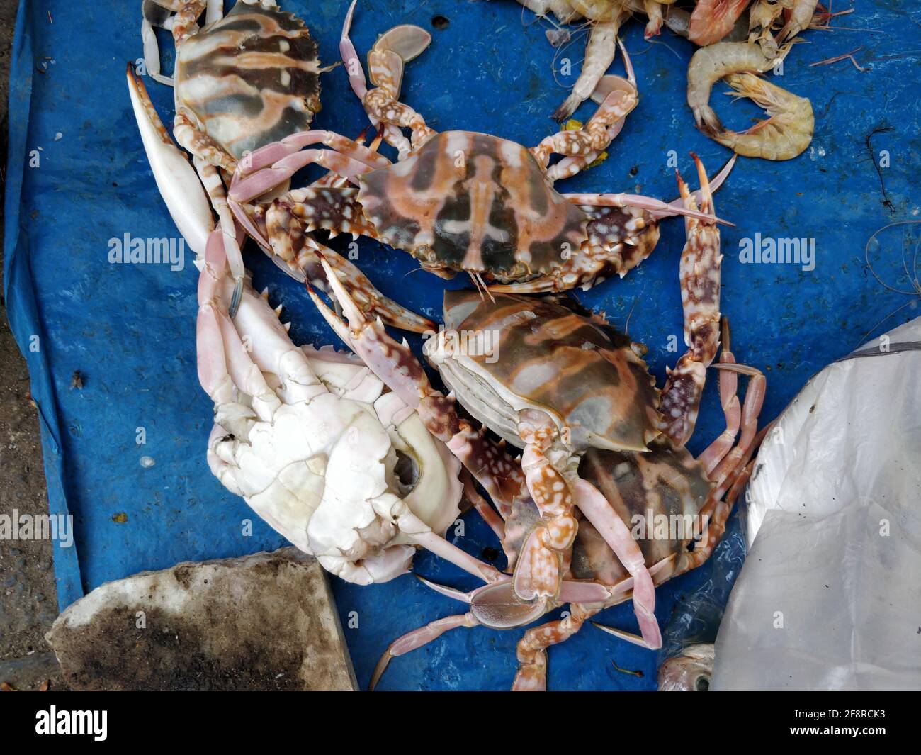 Top view of freshly caught seafood displayed on the wet market in ...