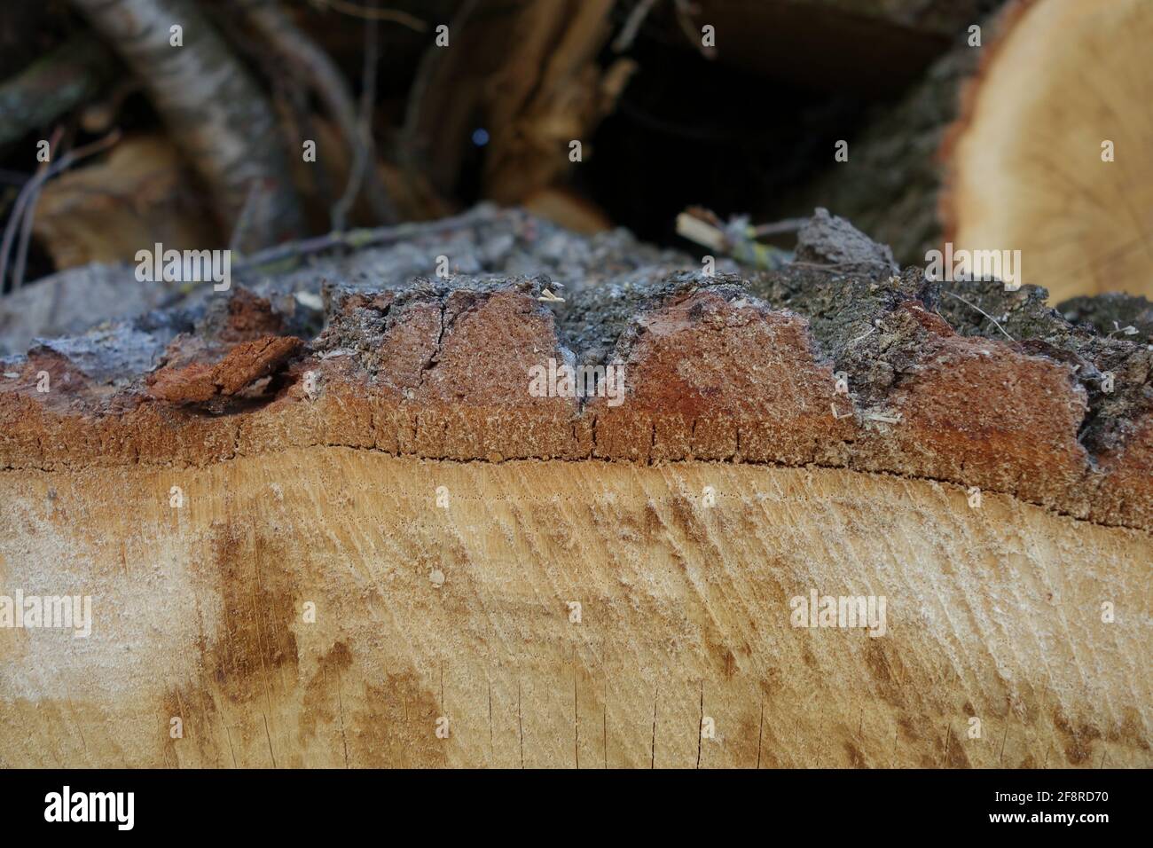 Closeup shot of sawn tree bark Stock Photo - Alamy