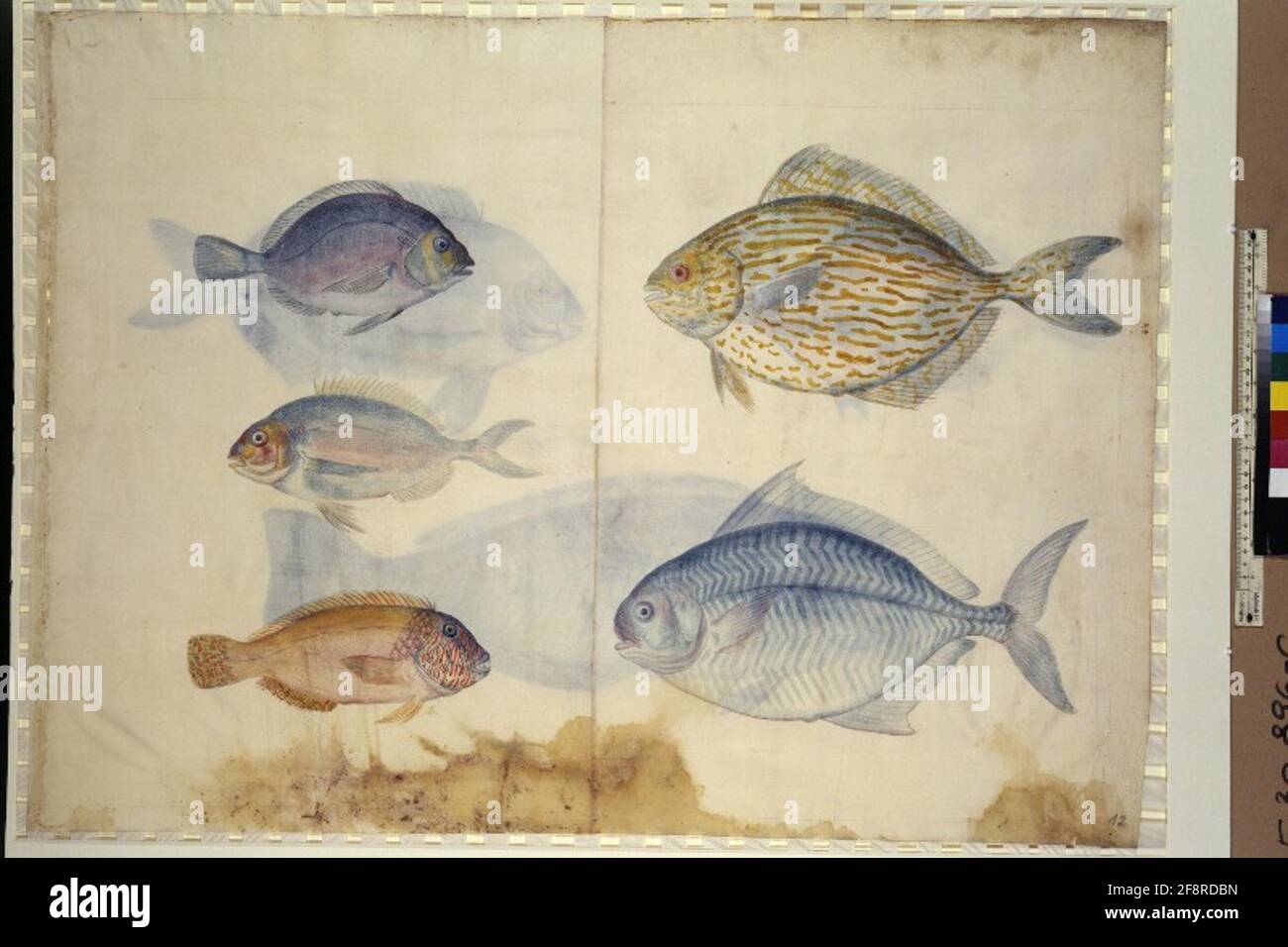 Cod. Ser. n. 2669, fol. 12r: Marine Fauna of the Adriatic Sea: Various ...