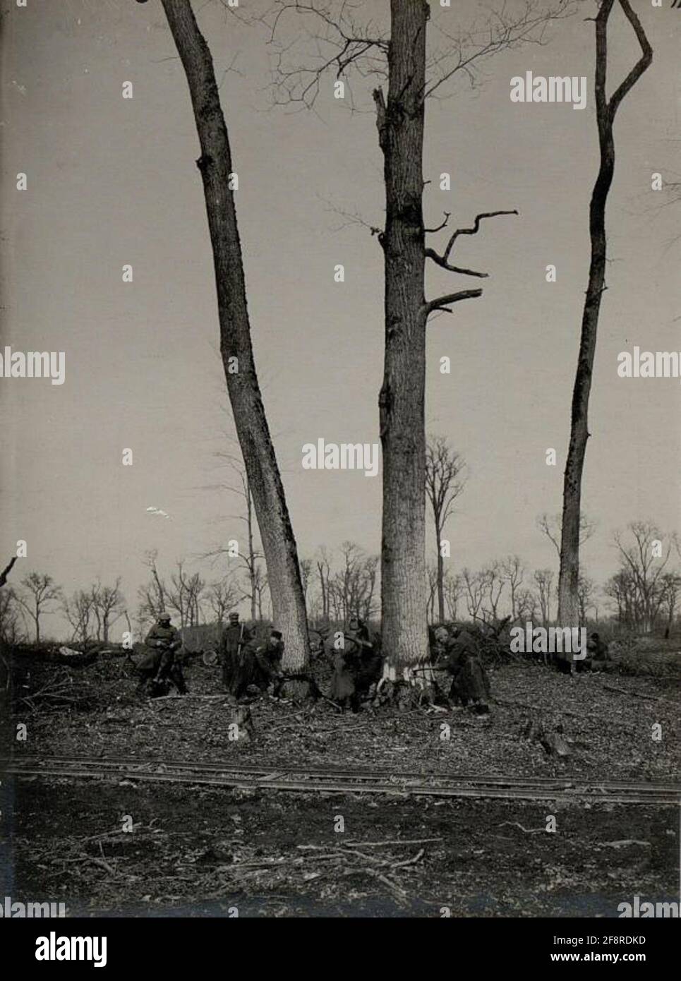 Discovery of one oak forest owned by the Tsar-forming oak forest by ...