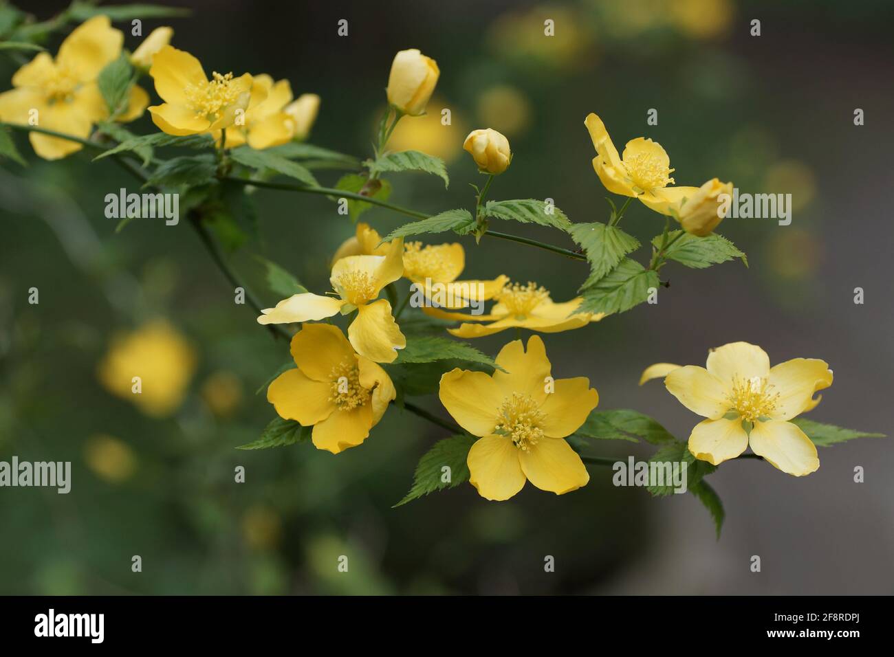 Kerria japonica 'Golden Guinea' Stock Photo - Alamy
