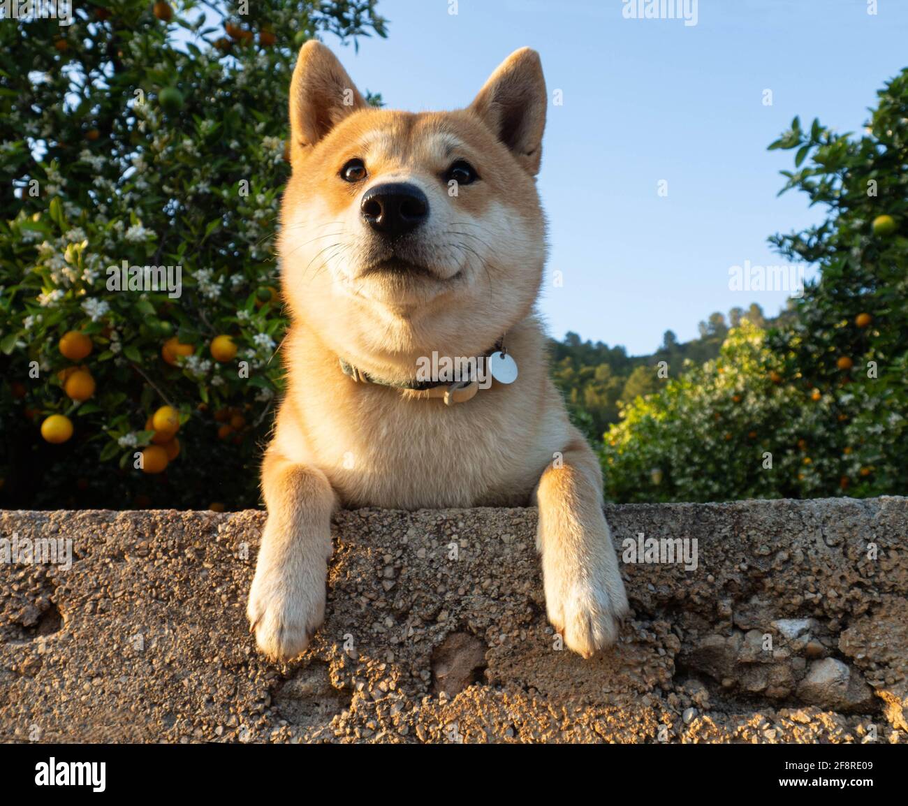 Shiba Inu puppy looks like a little fox Stock Photo - Alamy