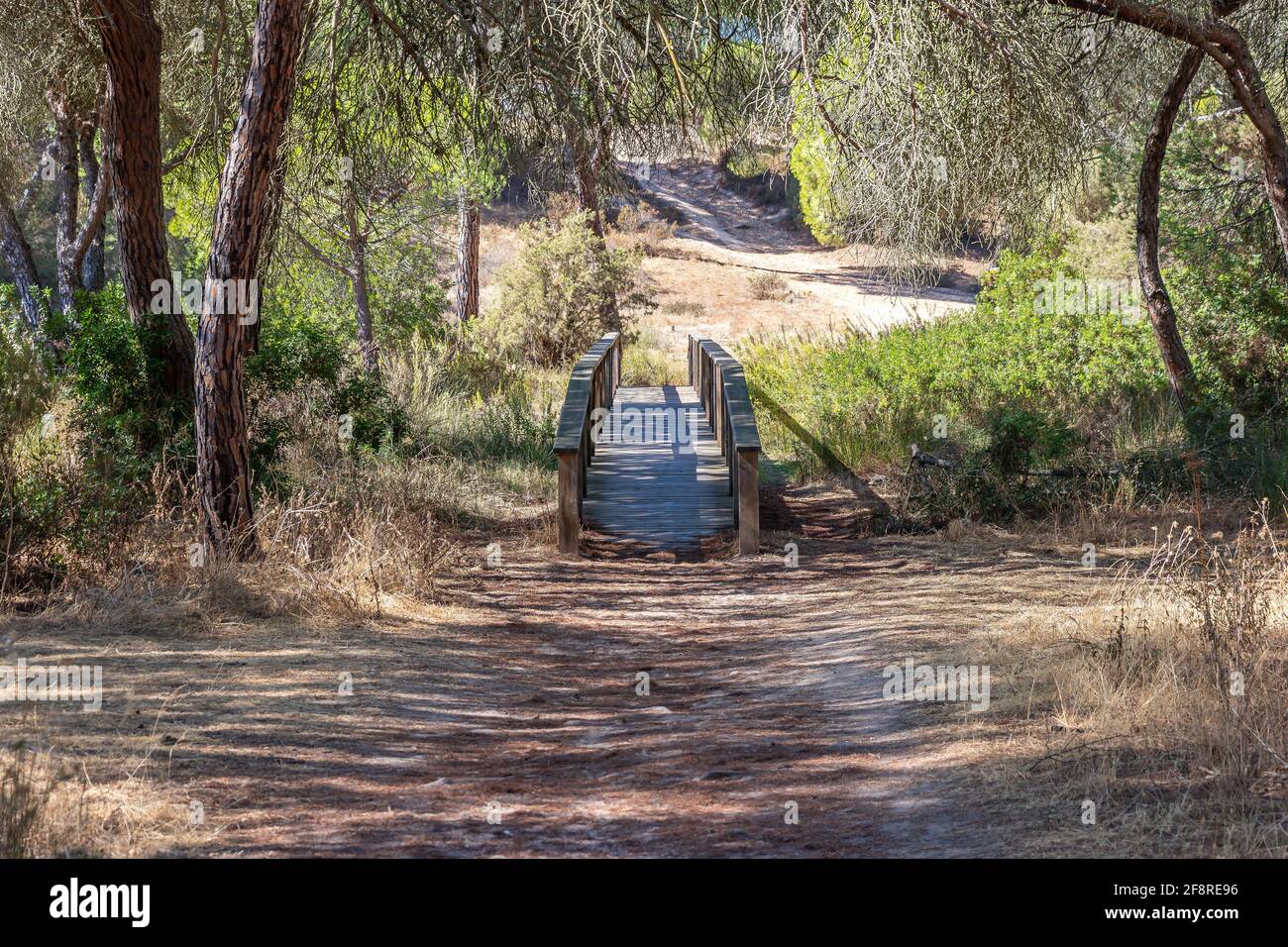 Wooden elevated pathway in woodland nature park Stock Photo - Alamy