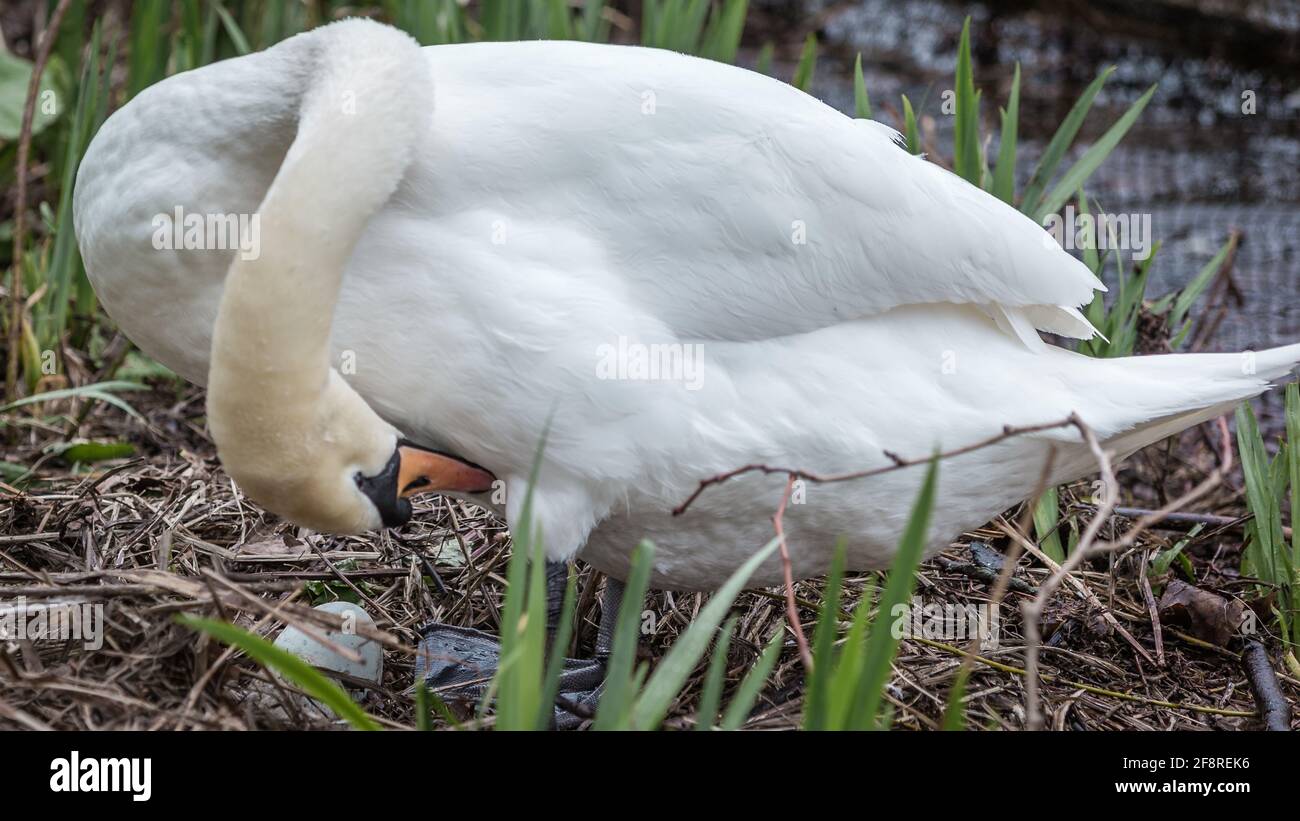 A swan preen itself over its nest Stock Photo - Alamy