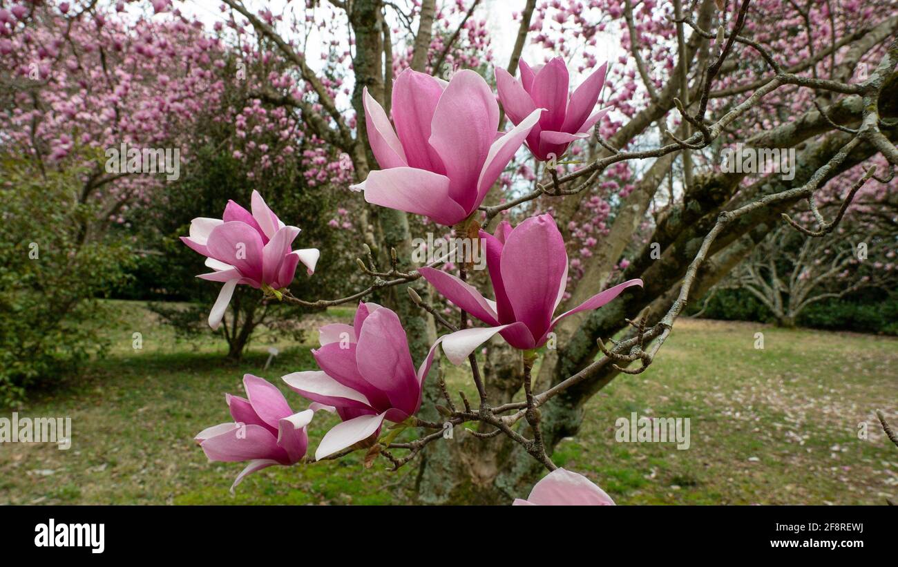 March. Delicate Magnolia Blossom Time Stock Photo - Alamy
