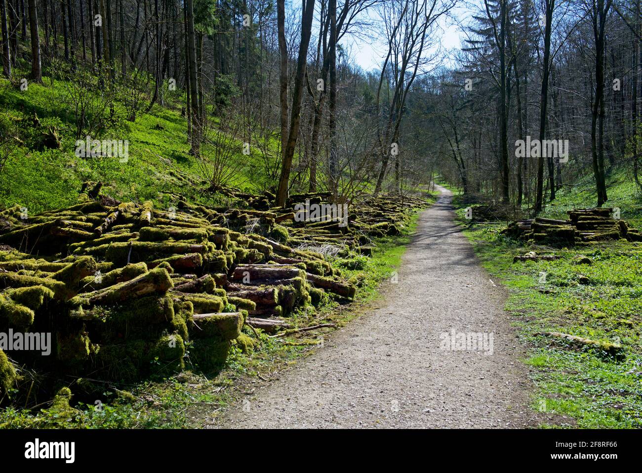 Millington Woods, East Yorkshire, England UK Stock Photo - Alamy