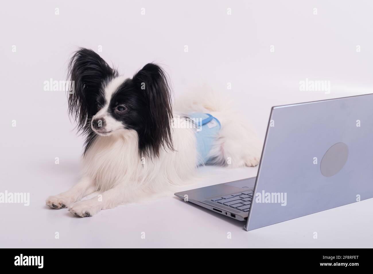 Smart dog papillon breed works at a laptop on a white background ...