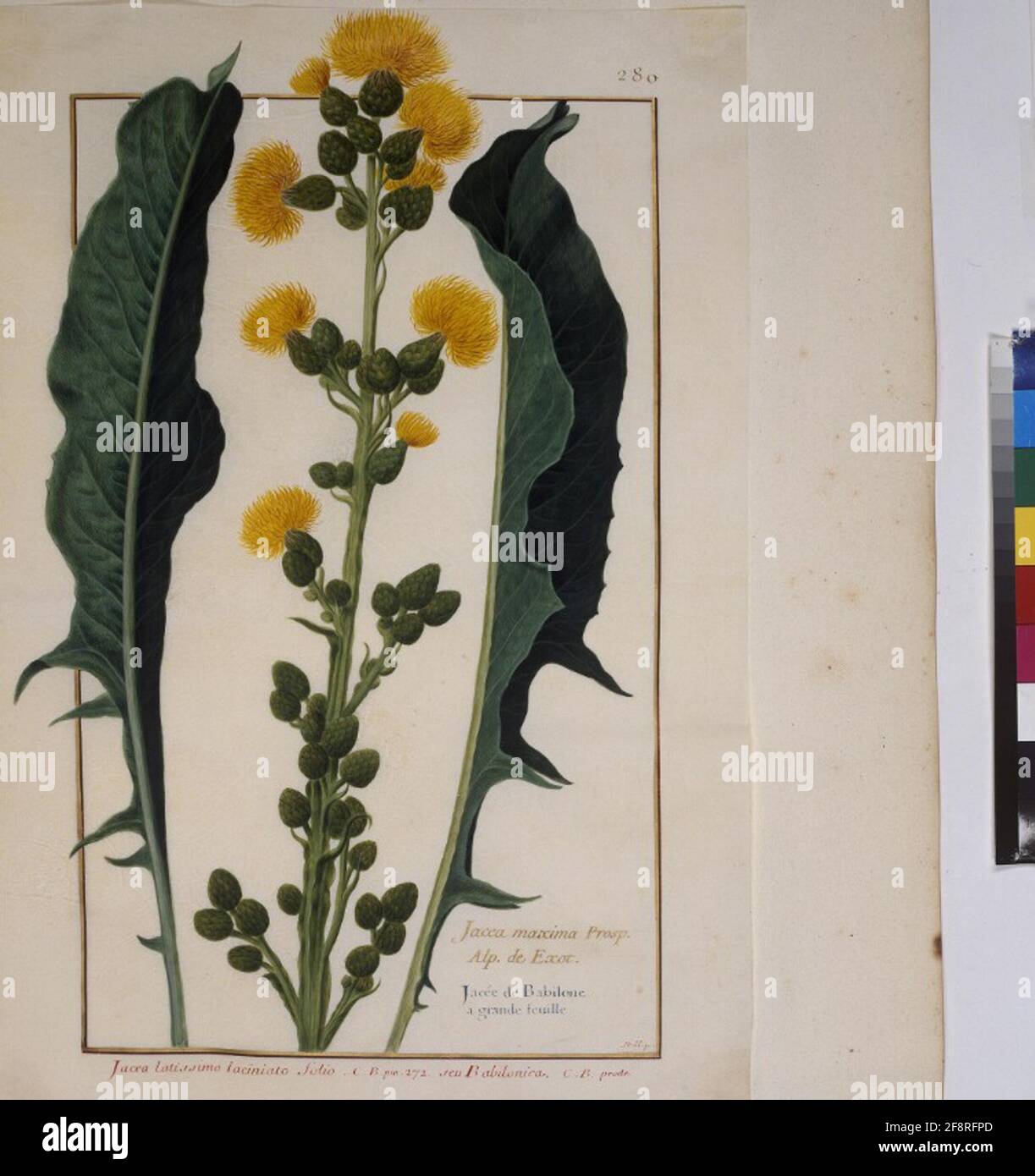 Cod. Min. 53, Bd. 6, fol. 280: Florilegium of Prince Eugene of Savoy ...