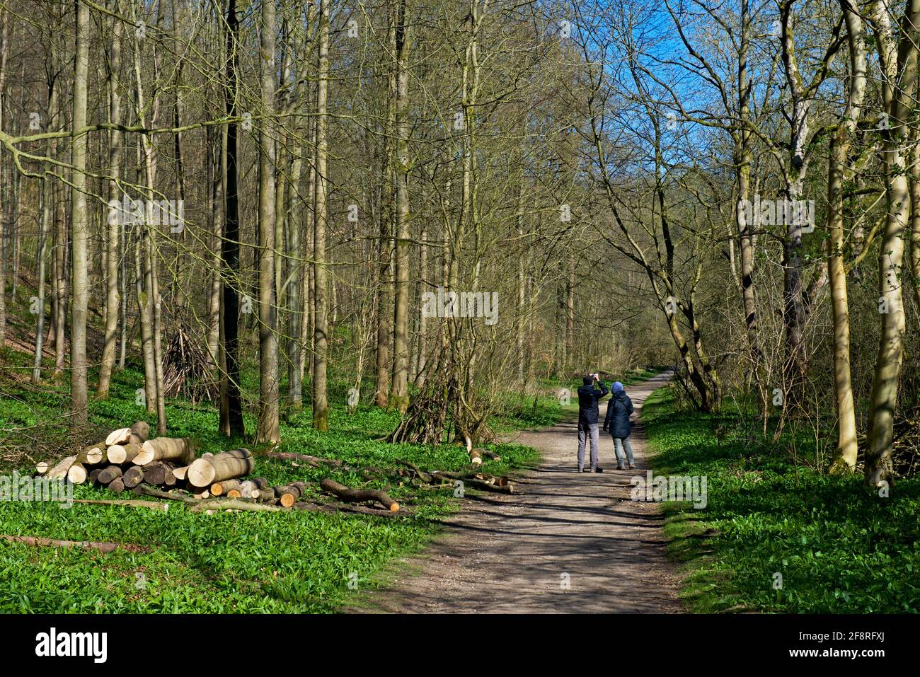 Millington Woods, East Yorkshire, England UK Stock Photo - Alamy
