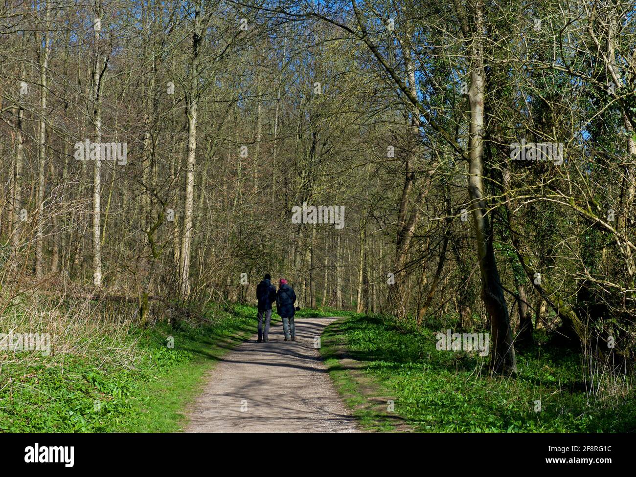 Millington Woods, East Yorkshire, England UK Stock Photo - Alamy